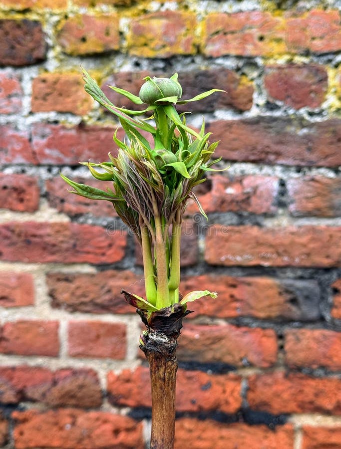 Tree Peony Bud in Spring Against Rustic Brick Wall Stock Image - Image ...