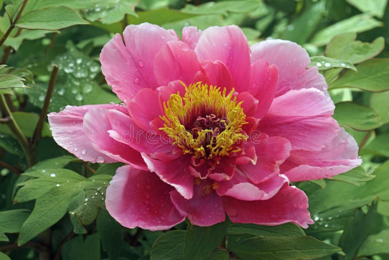 Tree peony flower stock image. Image of tree, flower - 94450545