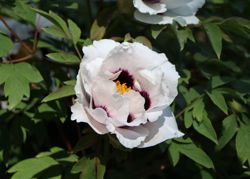 Tree Peony (Paeonia Suffruticosa) Stock Photo - Image of garden ...