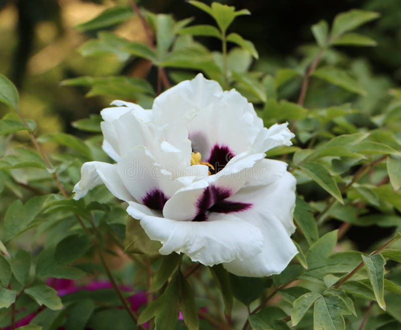 Tree Peony (Paeonia Suffruticosa) Stock Photo - Image of moutan ...