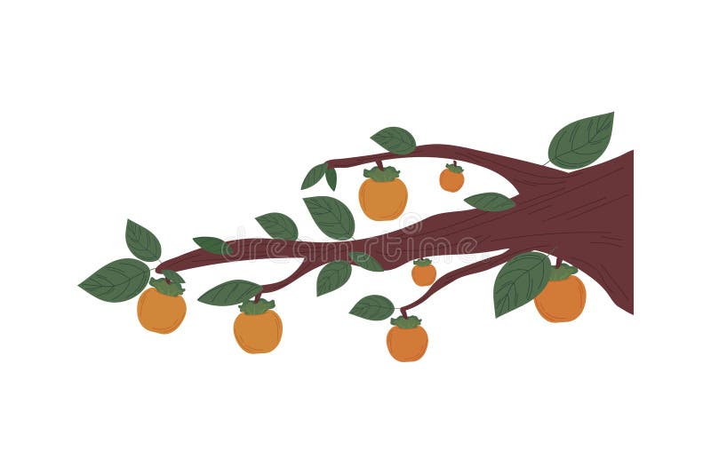 Tree persimmon fruit stock vector. Illustration of sweet - 253866323