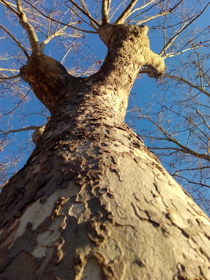 Tree in perspective stock image. Image of tree, perspective - 50018763