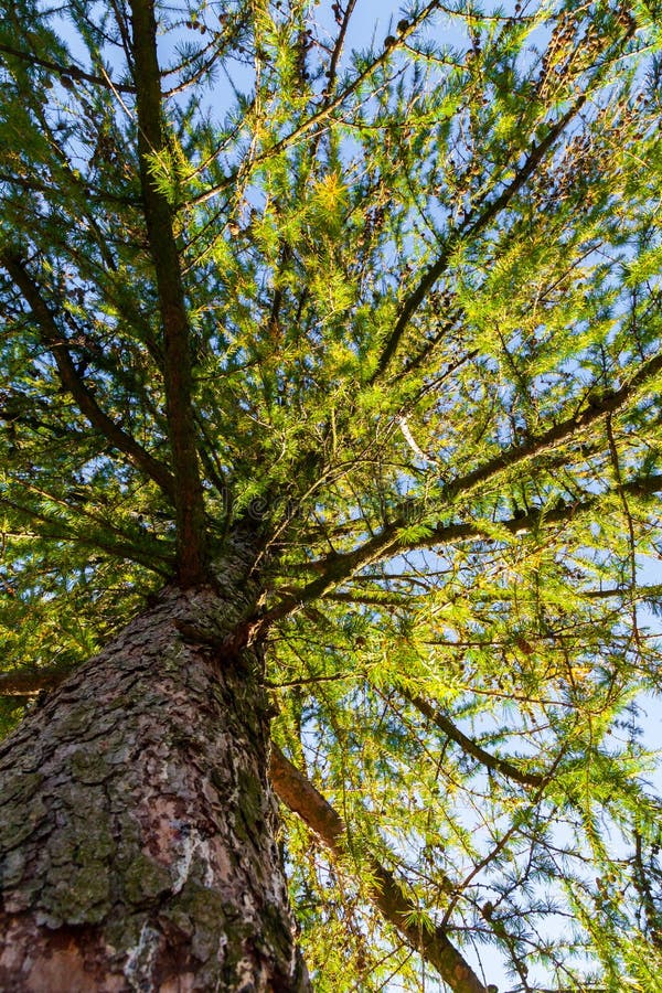 Tree Perspective from the Ground Stock Image - Image of wood, tall ...