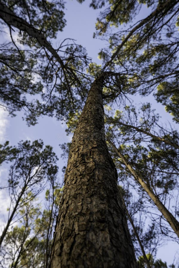Tree perspective in nature stock image. Image of growth - 268195959