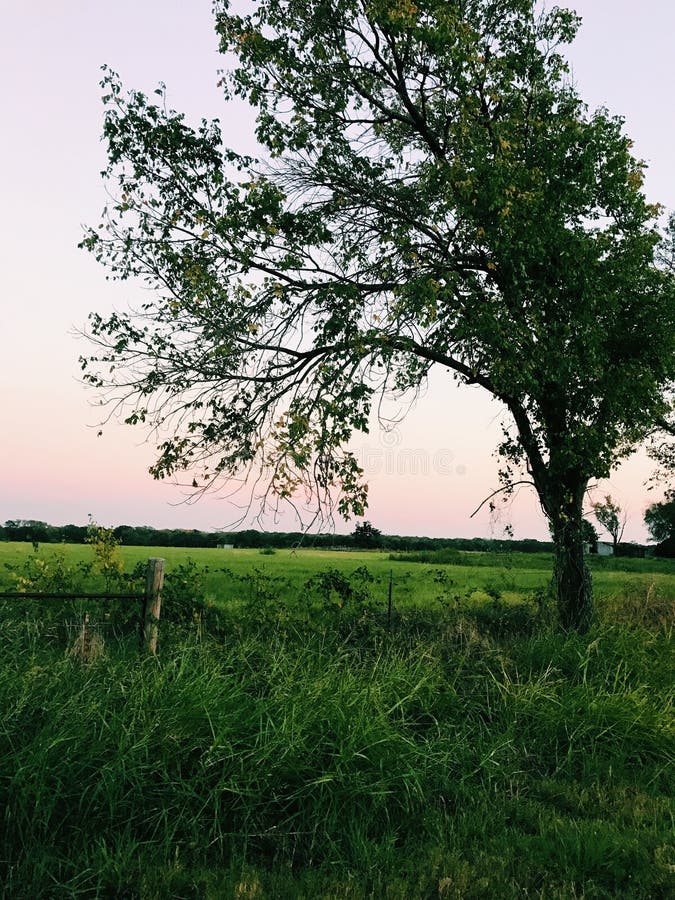 Tree perspective stock image. Image of beautiful, pretty - 87478165