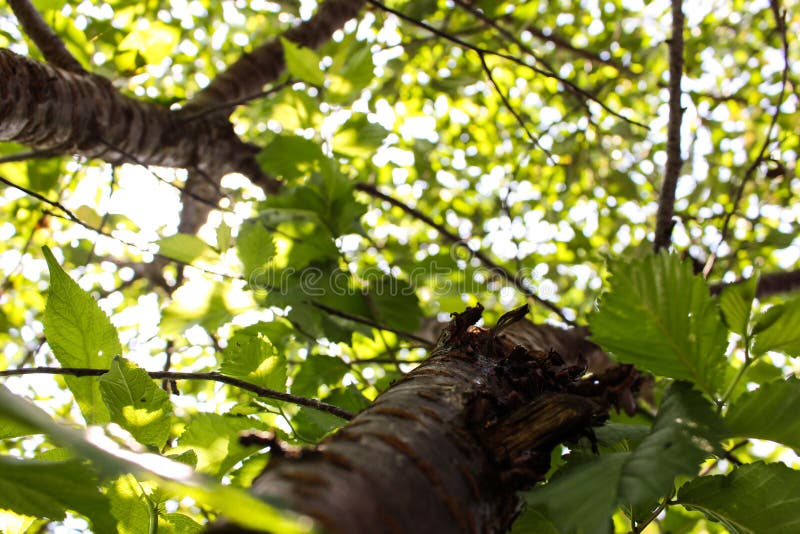 Tree perspective up stock photo. Image of forest, park - 96481372