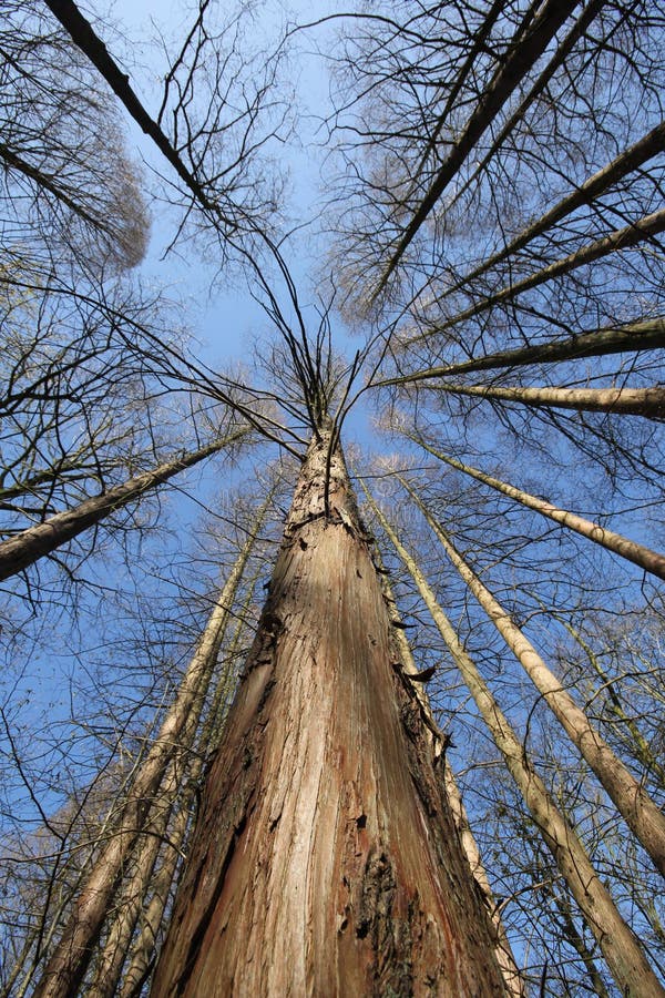 Tree stock image. Image of tree, view, lookup, perspective - 52064501