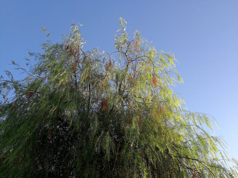 Tree of peruvian stock image. Image of false, nature - 101317101