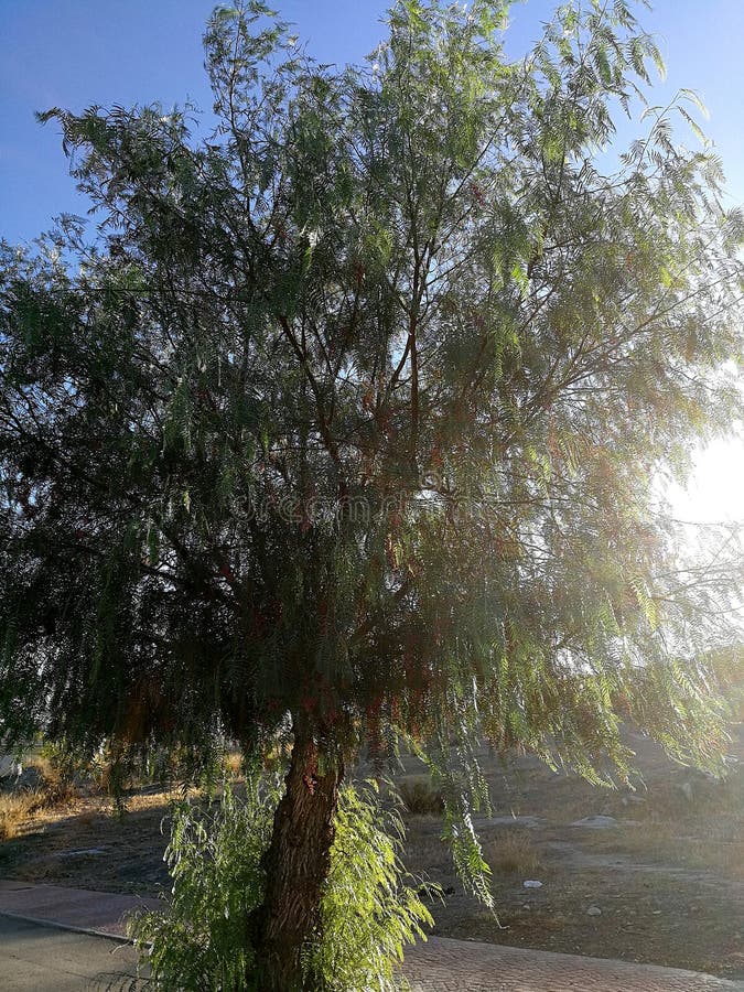 Big Tree Peruvian Amazon Jungle Madre De Dios Peru Stock Photo - Image ...
