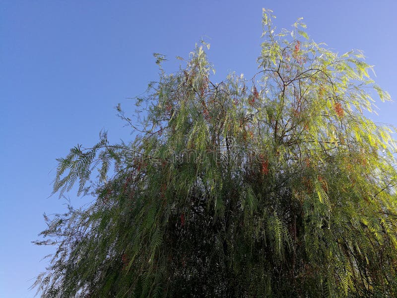 Big Tree Peruvian Amazon Jungle Madre De Dios Peru Stock Photo - Image ...