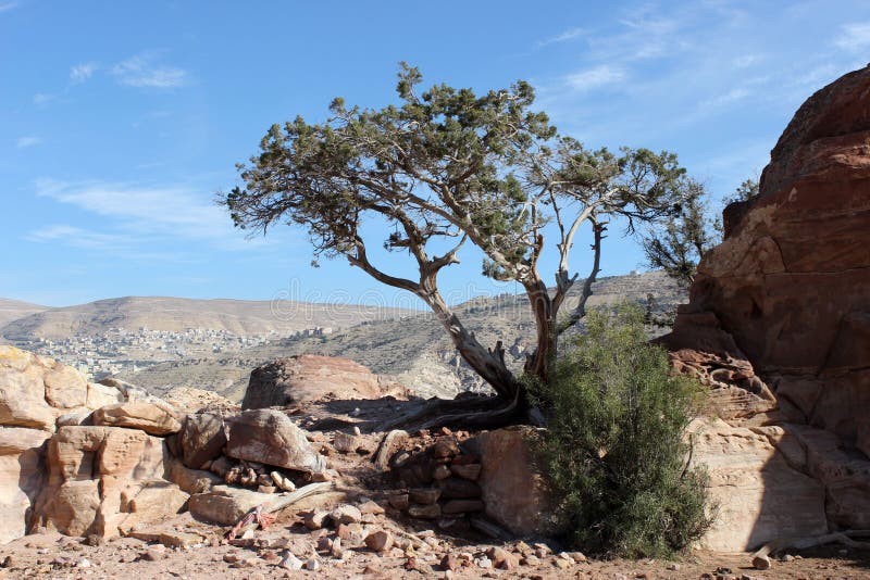 A tree in Petra, Jordan stock image. Image of mountain - 37242713