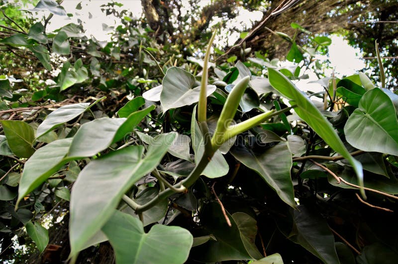 Philodendron Hederaceum with Flowers on the Tree Stock Photo - Image of ...