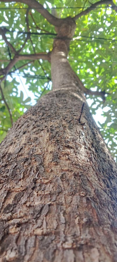 Tree in the Photo from Below Stock Image - Image of wood, flower: 325818643