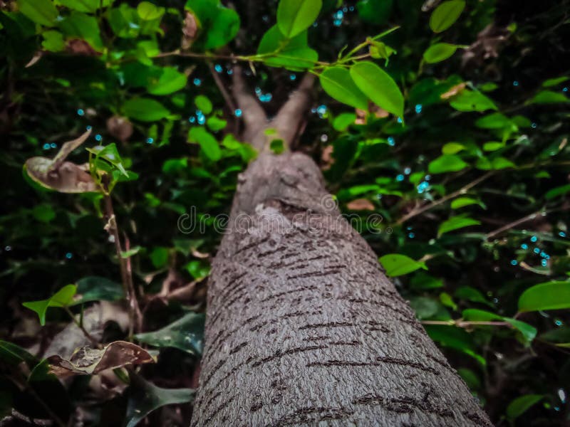 Tree Photo Click on Mobile Camera Stock Image - Image of mobile, tree ...