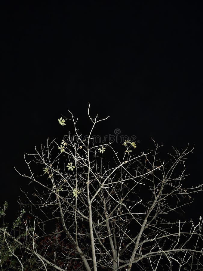 Beautiful Dry Tree Captured Night Time Stock Photos - Free & Royalty ...