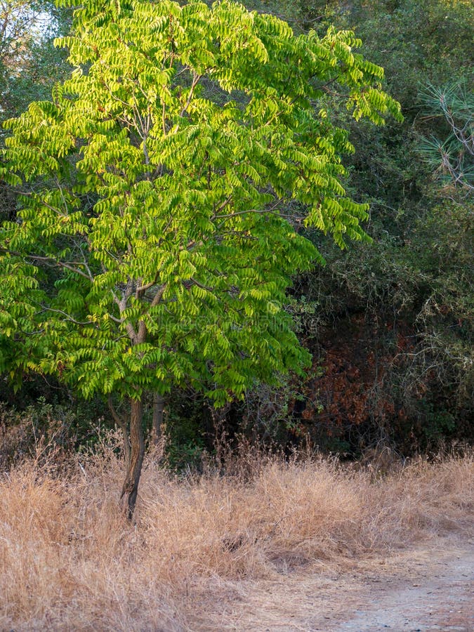 Tree Photo with Nice Green Gradient in Leaves Stock Photo - Image of ...