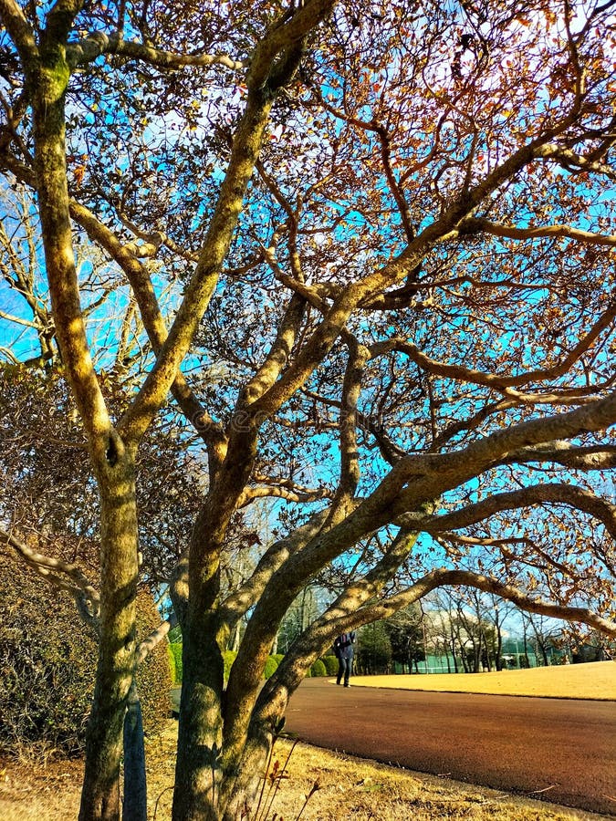 Tree Photographed from Bottom To Top Angle Stock Image - Image of ...