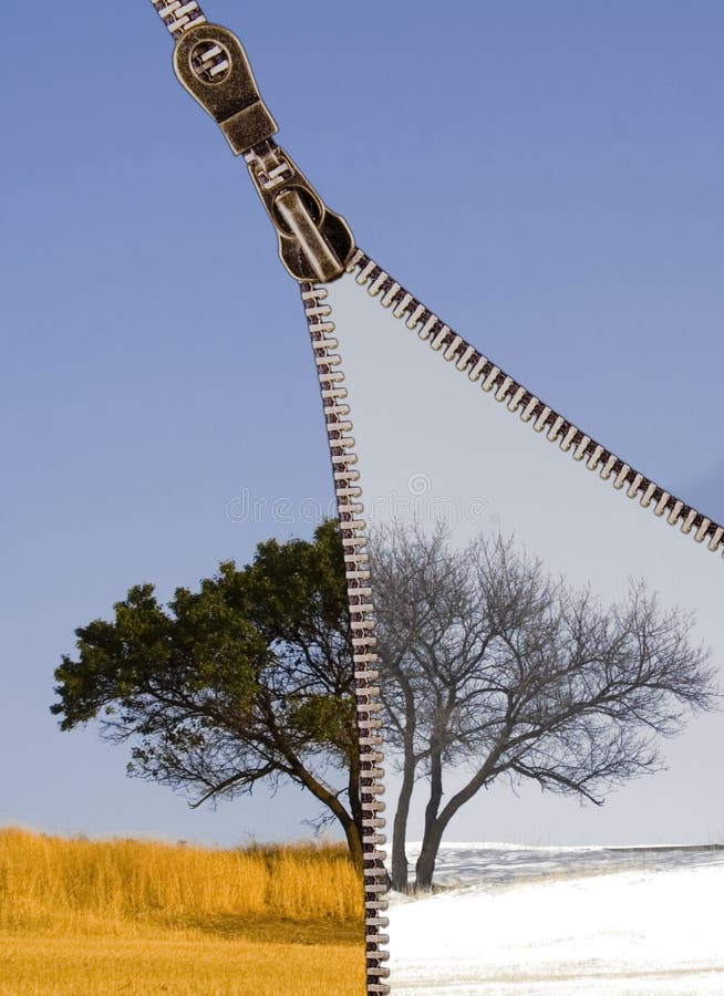 Tree, Photographed in Two Seasons from the Same Place, Concept with Zip ...