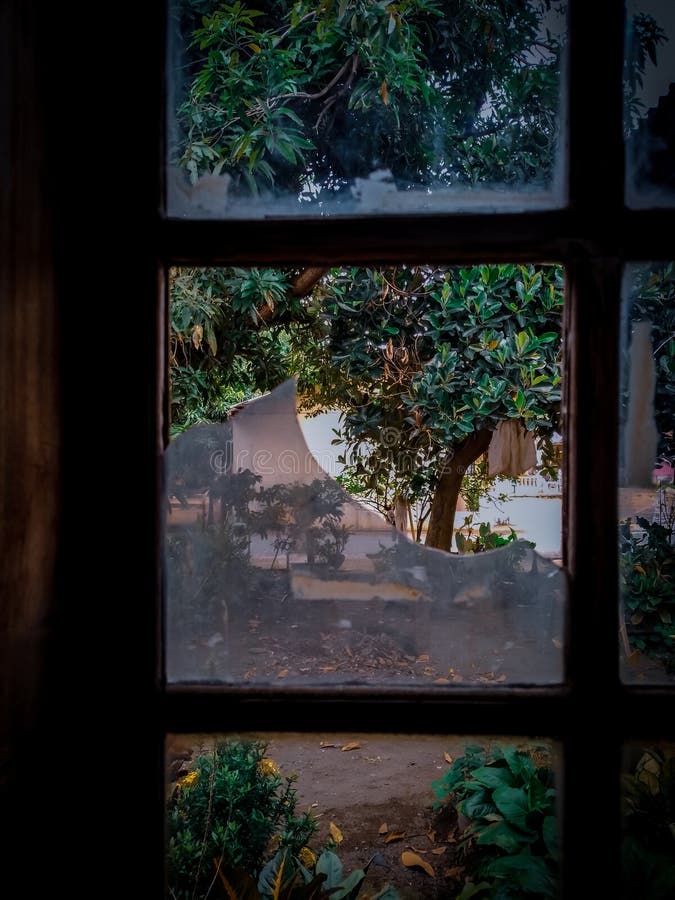 Tree Photographed from the Window Stock Photo - Image of wallpaper ...