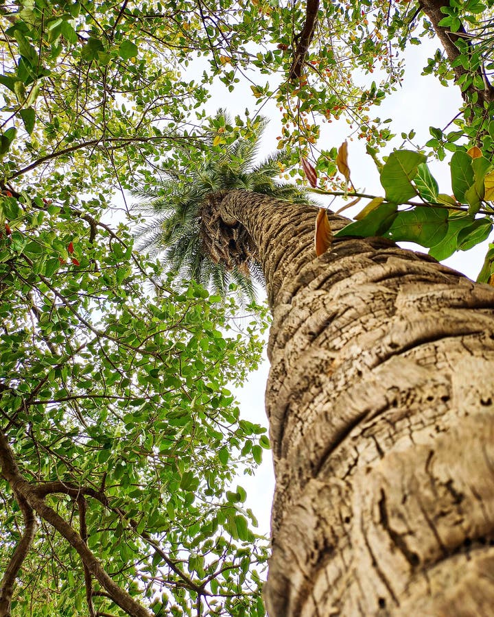 Tree photography tree stock photo. Image of tree, branch - 255113970