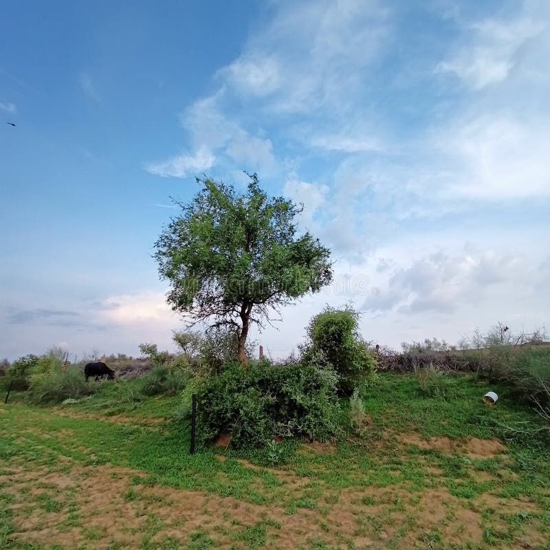 Tree Photography Rajasthan Village Stock Image - Image of meadow, plant ...
