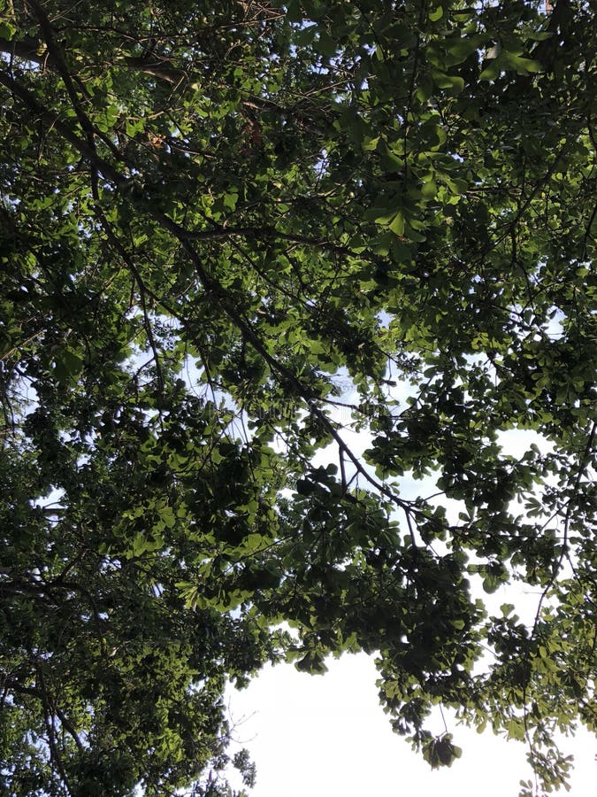 Tree stock photo. Image of pretty, tree, limb - 121454614