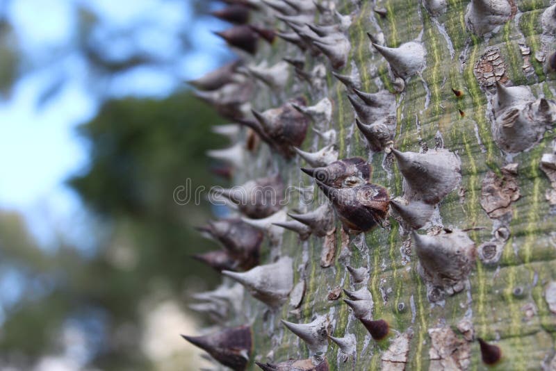 Tree stock image. Image of bark, macro, spike, forest - 49845671