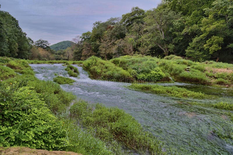 Tree Picture Tamul Waterfall, San Luis Potos Stock Photo - Image of ...