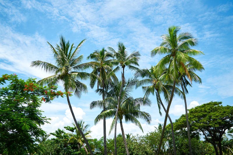 Tree stock image. Image of pacific, palm, scenery, fiji - 244655215
