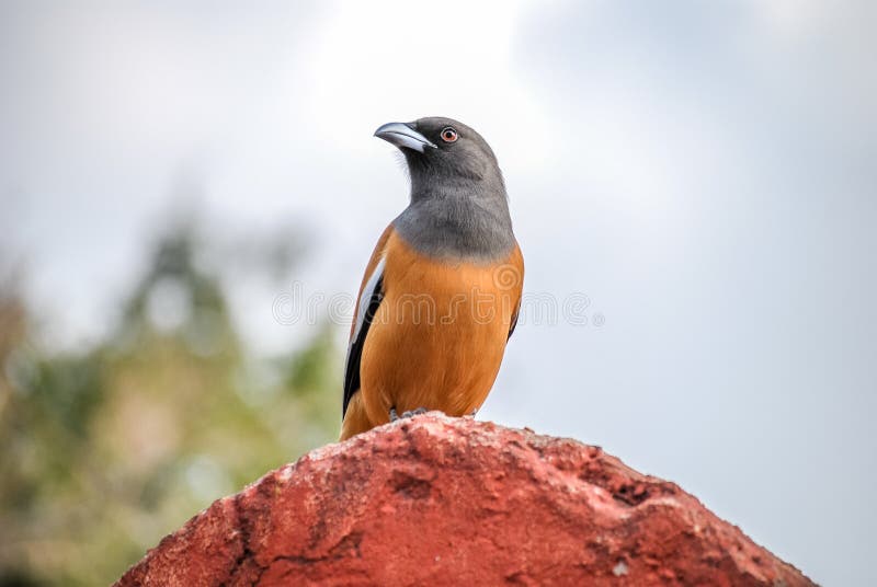 Tree Pie Bird in Ranthambore National Park, India Stock Image - Image ...