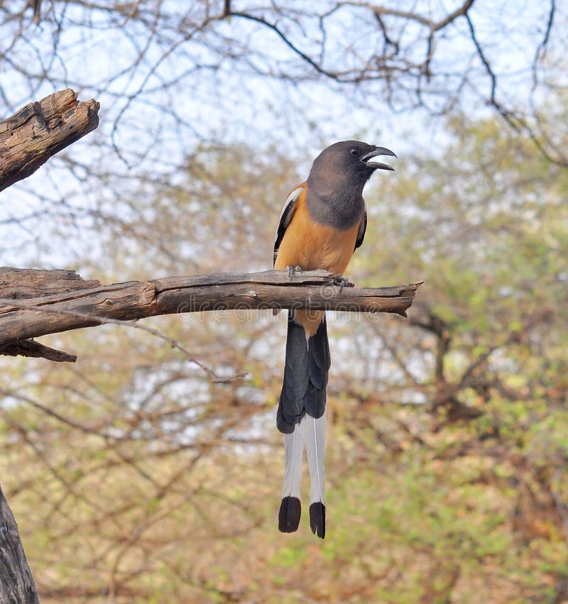 Tree pie bird stock photo. Image of tree, forest, tail - 32393506