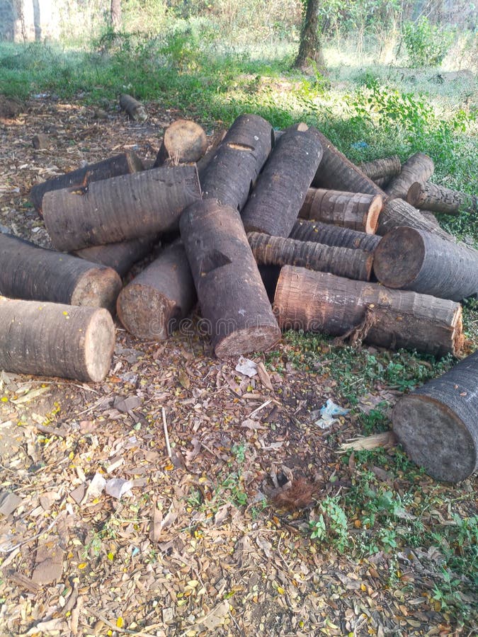 Destroy Jungle, Logs Extracted from a Sustainable Forest Under S Stock ...