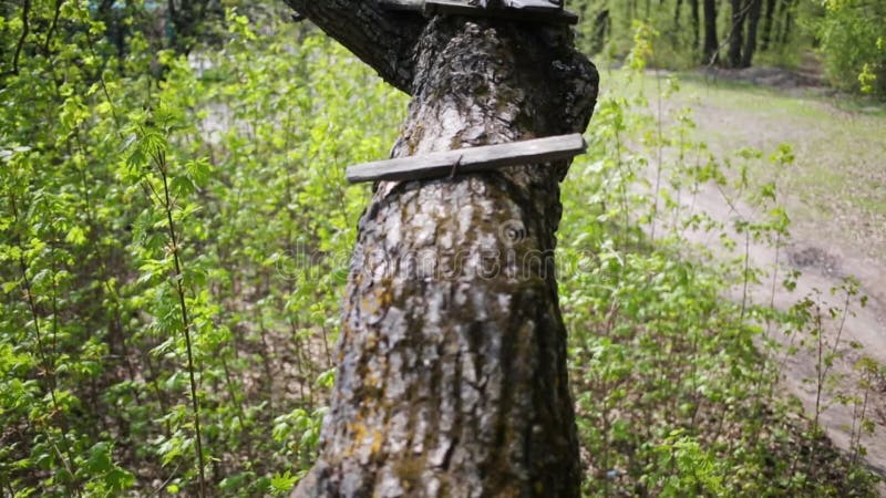 Tree with Pieces of Wood in Form of Steps and Stock Footage - Video of ...