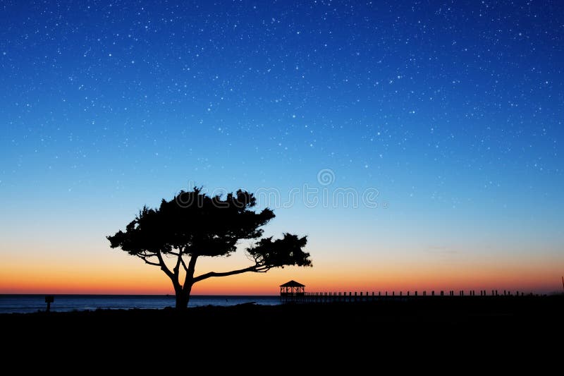 Silhouetted Tree with Night Stars Stock Image - Image of kitty ...