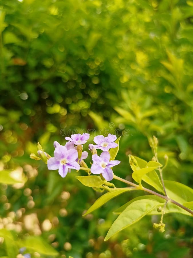 The tree of pigeon berry stock image. Image of mahendi - 249800783