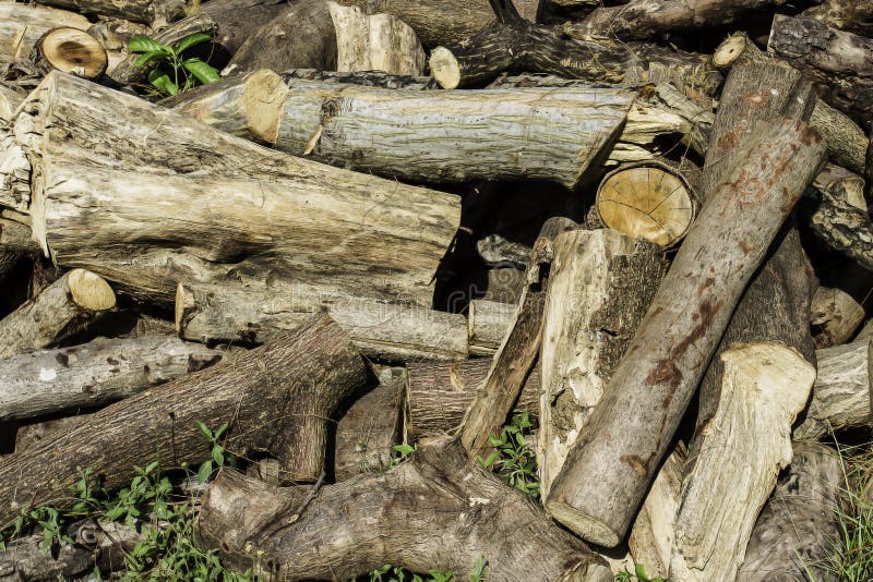 Tree Pile,a Log that Has Been Cut from a Treeand Placed Over it Stock ...