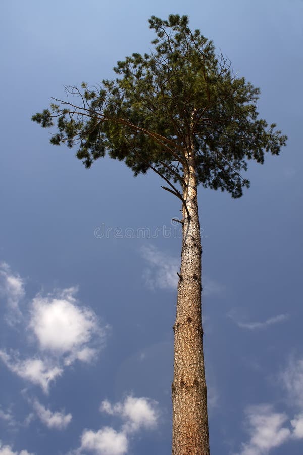 Tree pine stock image. Image of sunlight, radiation, branches - 14995289
