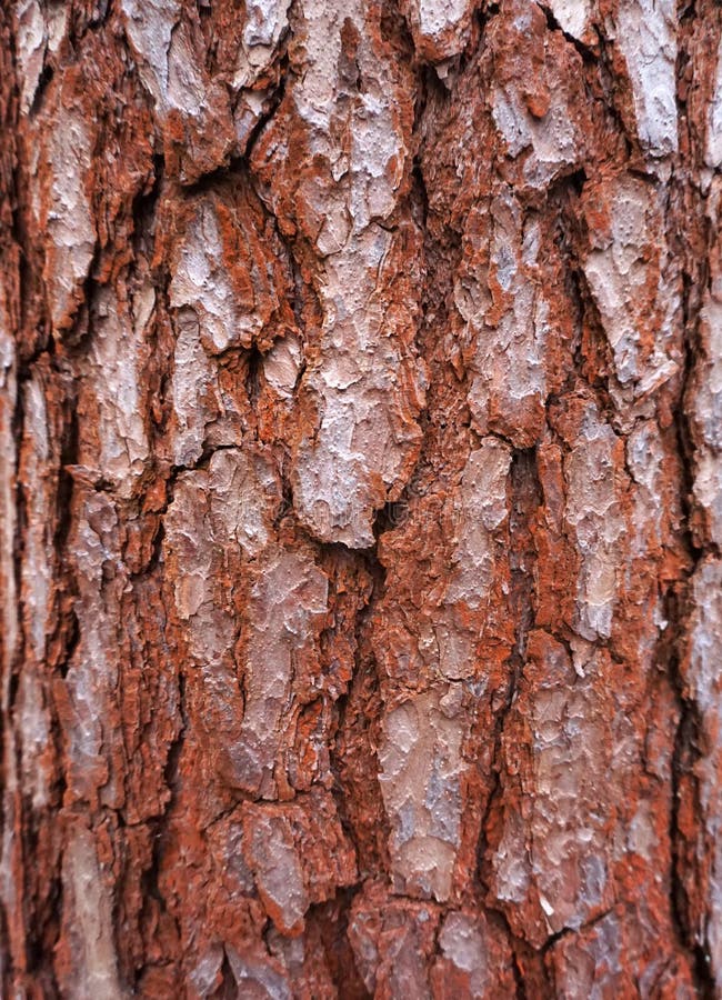 The tree of pine bark stock image. Image of texture - 178351929