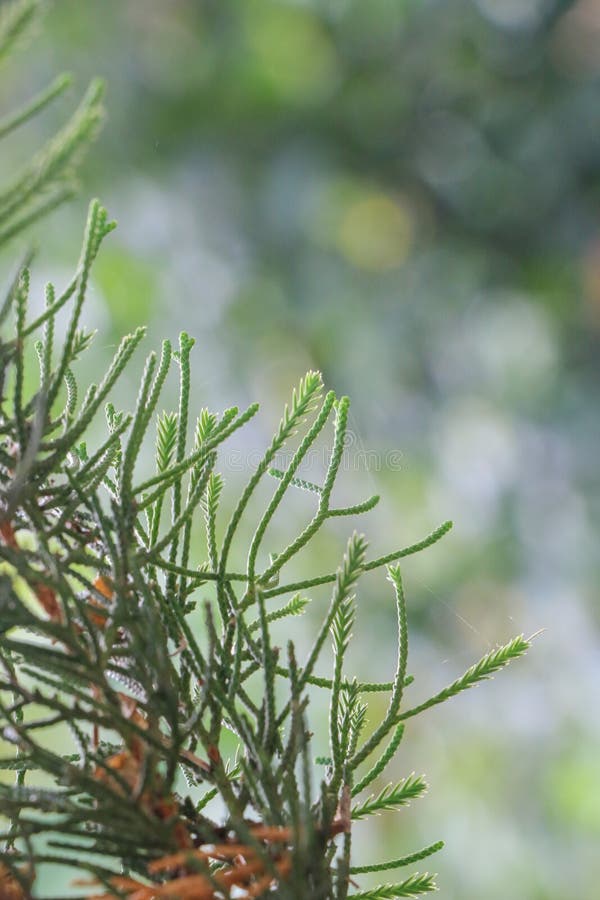 Tree Pine Colse Up in Garden Stock Photo - Image of season, branches ...