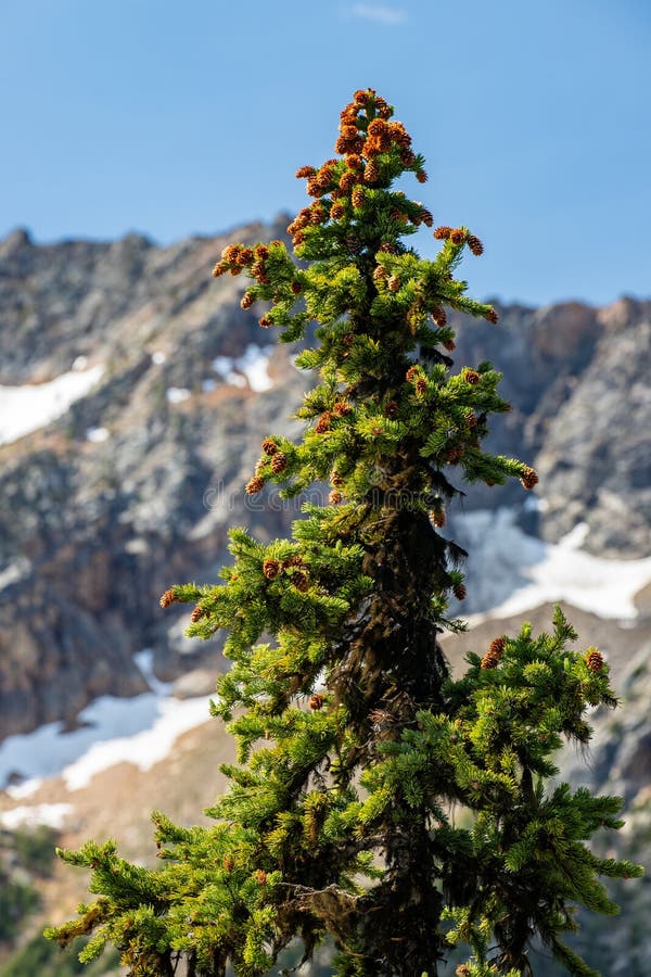 Tree with Pine Cones on a Sunny Day Stock Image - Image of okanogan ...