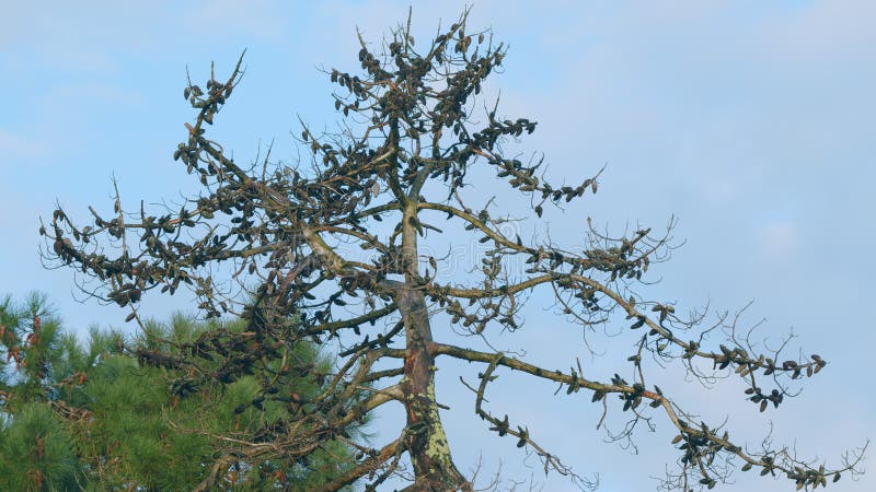 Old Dried Tree Rebirth Against Blue Sky of a Spring Day. Brown Dry Tree ...