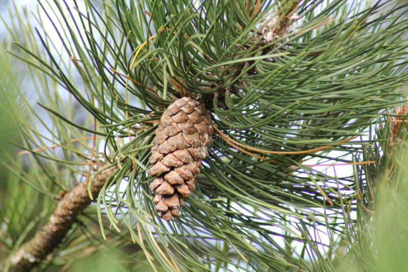 Pine Family, Tree, Fir, Conifer Picture. Image: 132950280