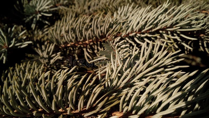 Tree, Pine Family, Spruce, Branch Picture. Image: 111643410