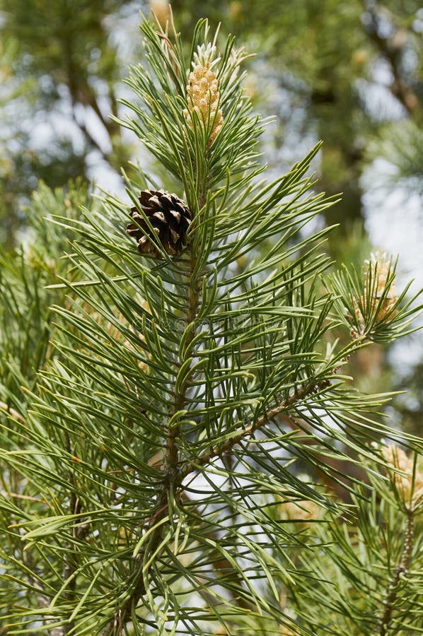 Tree, Pine Family, Vegetation, Plant Stock Image - Image of larch, tree ...