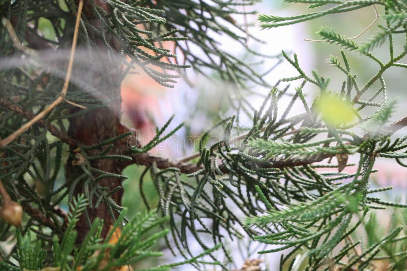 Tree Pine Colse Up in Garden Stock Image - Image of christmas, nature ...