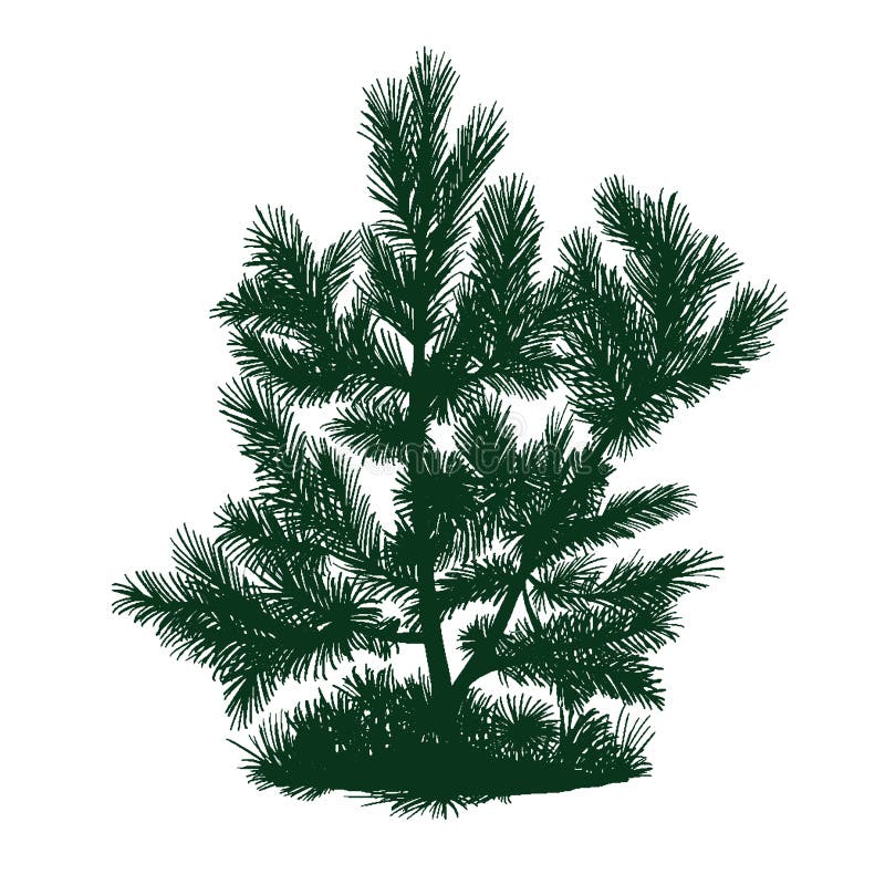 Tree Pine Silhouette. Pine Forest Wood Illustration. Hand Draw ...