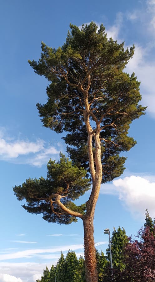 Tree pine tree sky natural stock image. Image of natural - 250441011