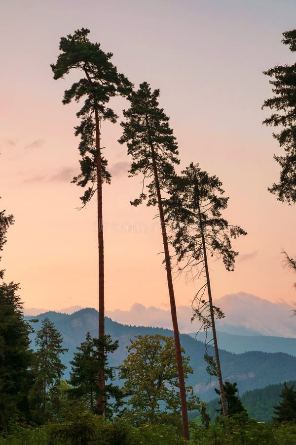Tree pine trees stock image. Image of tree, silhouette - 113047807