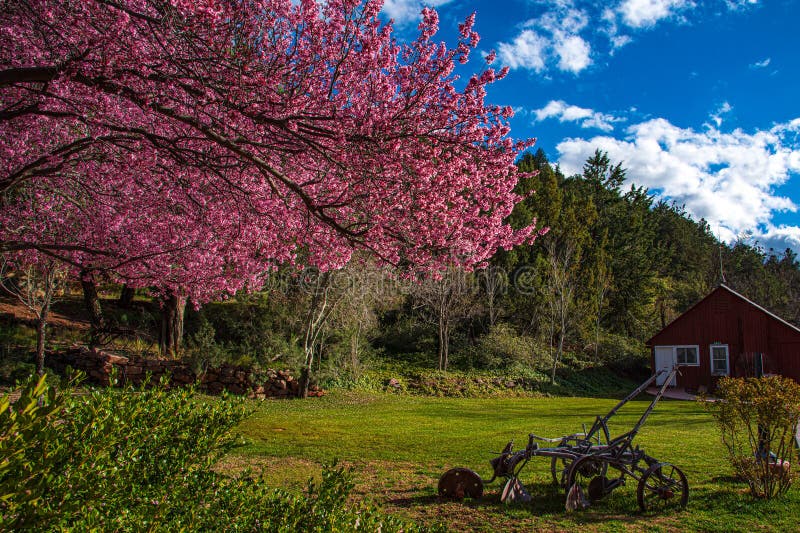 Tree with Pink Blossoms and Green Grass and Red Cabin in Backgrounds ...