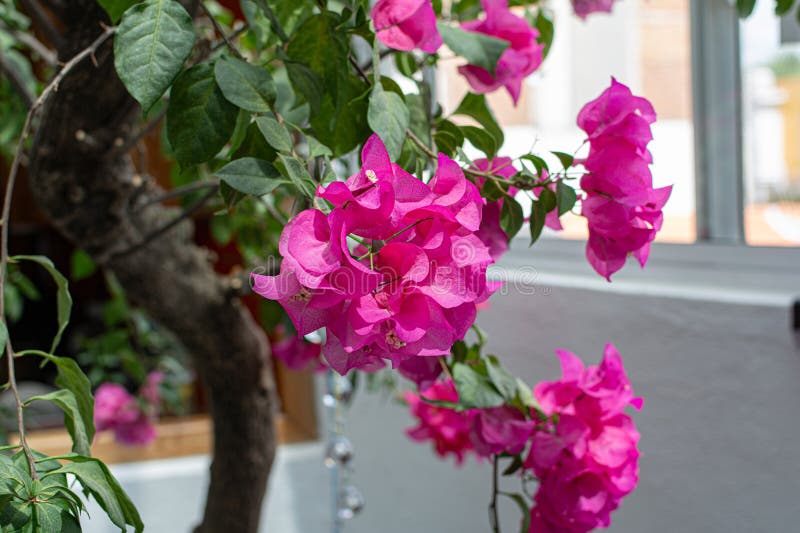 Tree with Pink Bougainvillea in a Zen Garden Stock Image - Image of ...